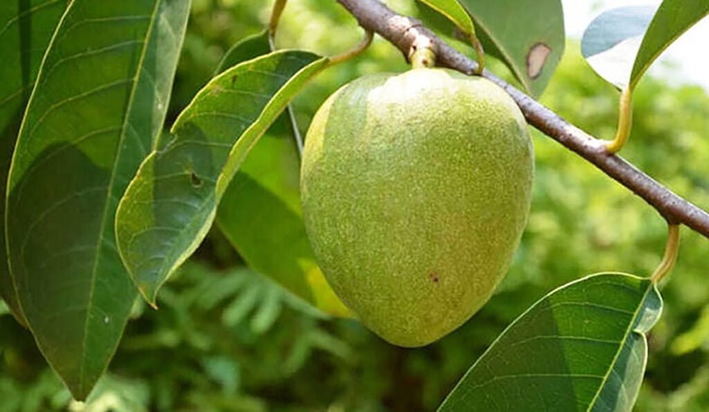 Bình bát - DeliFruit - Hoa Qua Nhập Khẩu, Giỏ Trái Cây